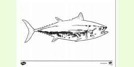 FREE! - Mackerel Fish Colouring Sheet | Colouring Sheets