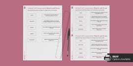 What is an Animal Cell? | Definition and Functions | Twinkl