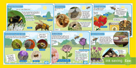 All About Bees Display Photos (creat de profesori)