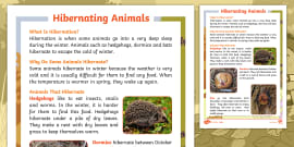 Hibernating Animals Word Mat | Twinkl Resources