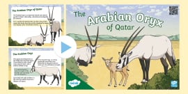 The Arabian Oryx of Qatar Display Posters (teacher made)