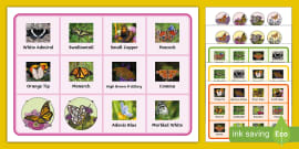 Butterfly Matching Game (teacher made) - Twinkl