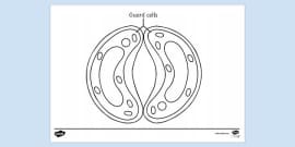 FREE! - King's Guard Colouring Sheet - Royal Family Resources