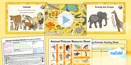 Animal Groups Display Posters (teacher made)