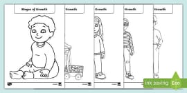 Baby to Adult Sequencing Activity - Stages of Growth