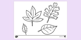 What is Autumn? | Teaching Wiki | Twinkl