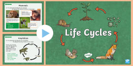 Kangaroo Life Cycle Poster - Life Processes & Living Things
