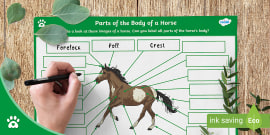 Parts of the Body of a Cat - Labelling Activity - Cat Care