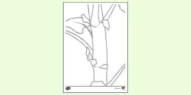 Ball and Socket Joint Colouring Sheet | Colouring Sheets