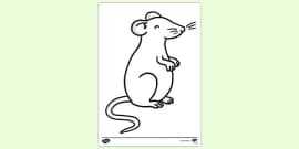 Paper Mouse Shapes Activity (teacher made) - Twinkl