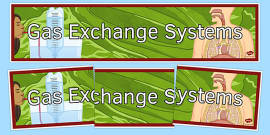 Human Gas Exchange System Display Poster | Science | Beyond