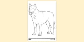 Husky Dog Colour By Number