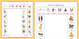 Animals And Their Offspring | Year 2 Science Lesson Pack