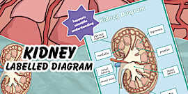 Kidney Labelled Diagram Activity Pack