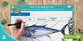 Fish Drawing with Labels (Under the Sea) Labelling Activity