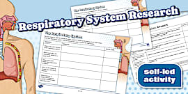 The Respiratory System Labelling Activity Sheet