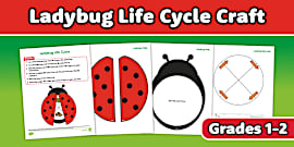 Early Childhood Ladybug Photo Life Cycle Sequencing Worksheet