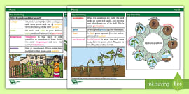 Science: Plants: Seeds and Bulbs Year 2 Lesson Pack 2