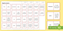 The Digestive System Differentiated Reading Comprehension Activity