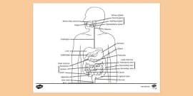 FREE! - Digestive System Colouring Page | Colouring Sheets