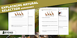 Y6 Evolution and Adaptation PowerPoint