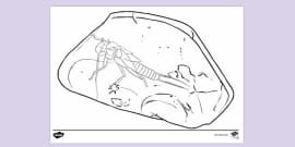 KS1 Fossil Colouring Sheets (teacher made) - Twinkl