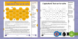 All About Bees: Roles Within a Hive (teacher made) - Twinkl