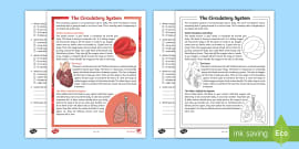 Circulatory System Reading Comprehension Worksheets | Twinkl