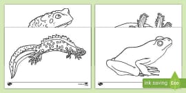 KS1 Animal Groups Colouring Pack - Animals - Colouring