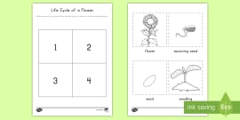 Life Cycle of an Owl Cut and Paste Activity (teacher made)