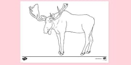 Moose Facts Worksheet / Worksheet