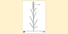 FREE! - Wheat Sheaf Colouring | Colouring Sheet - Twinkl