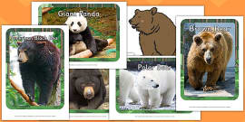 Bear Hunt Hide and Seek | Resources (teacher made)