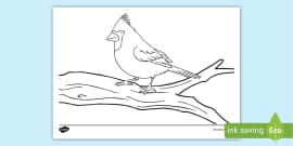 FREE! - Cardinal Bird Colour by Number (Teacher-Made)