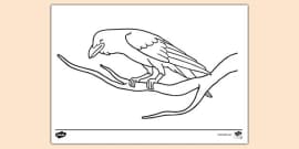 FREE! - Crow Colouring | Colouring Sheet (teacher made)