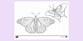 FREE! - BSL Butterfly Colouring Sheets | Colouring Pages