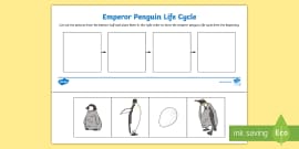 Emperor Penguin Life Cycle Reading Comprehension - Twinkl