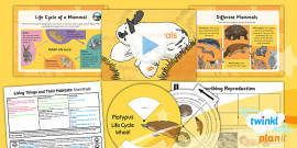 Mammal Life Cycle Display Poster (teacher made) - Twinkl