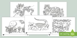 Zoo Animals Colouring Pages | Primary Education Resources