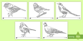 KS2 How to Draw a Bird Step-by-Step | Bird Art Lesson