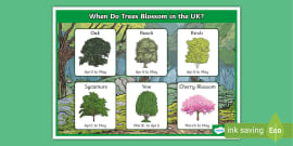 Reading Tree Display Poster (teacher made) - Twinkl