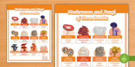 Mushrooms and Fungi of Alberta Poster (Teacher-Made)