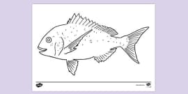 FREE! - Krill Colouring Sheet | Colouring Sheets - Twinkl