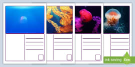 What is a jellyfish? | Twinkl Teaching Wiki - Twinkl