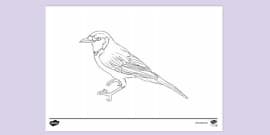 Cardinal Bird Colouring Sheet - Twinkl Resources