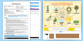 Life Cycle of a Sunflower Movement Activity EYFS Adult Input Plan and
