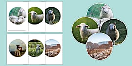 Sheep Display Photos (teacher made) - Twinkl