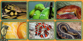 EYFS Snake Patterns Pencil Control Activity