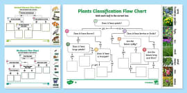 Comparing Living and Non-Living Things Worksheet