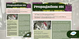 Plant Magic! Plant Propagation Activity